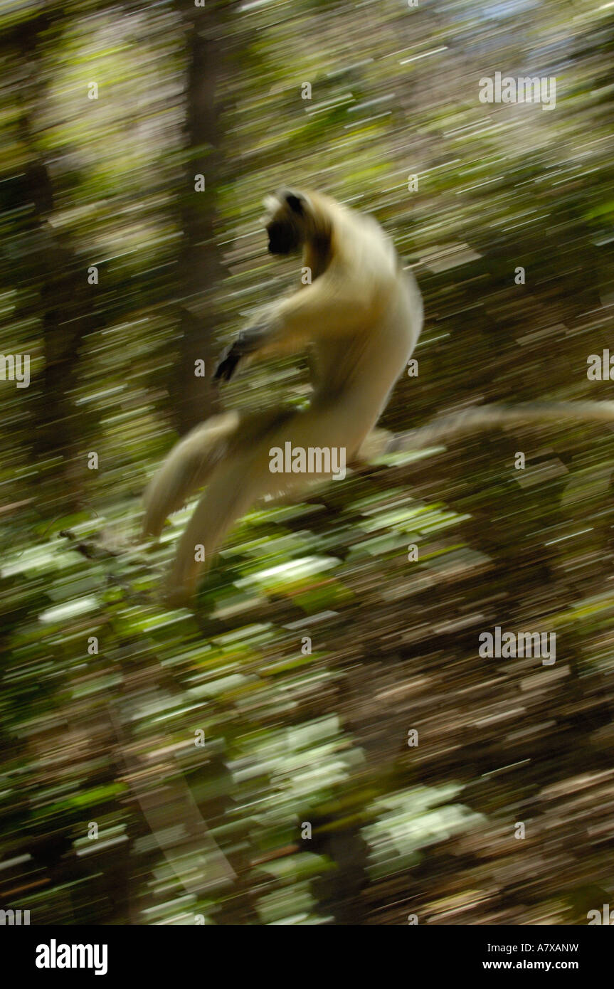 Golden crowned sifaka lemur tattersalls propithecus tattersalli hi-res ...