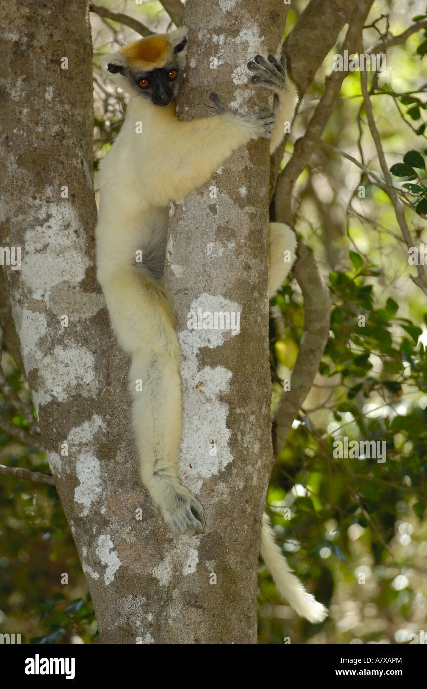 Golden-crowned sifaka or Tattersall's sifaka (Propithecus tattersalli ...