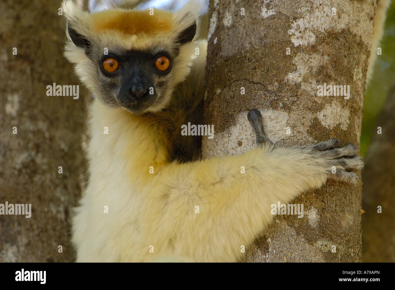 Golden-crowned sifaka or Tattersall's sifaka (Propithecus tattersalli ...