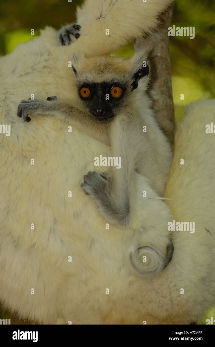 Golden-crowned sifaka or Tattersall's sifaka baby (Propithecus ...