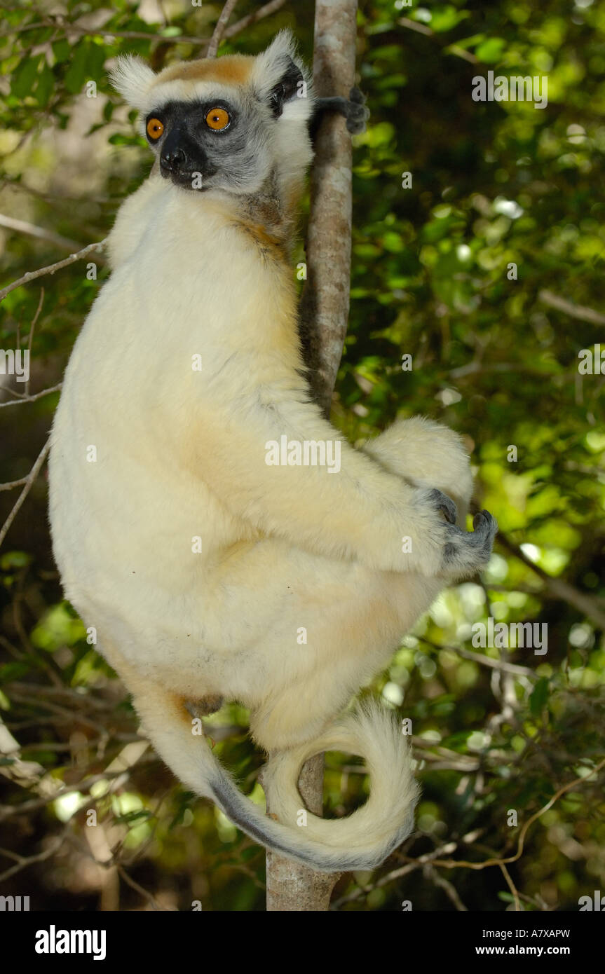Golden-crowned sifaka or Tattersall's sifaka (Propithecus tattersalli ...