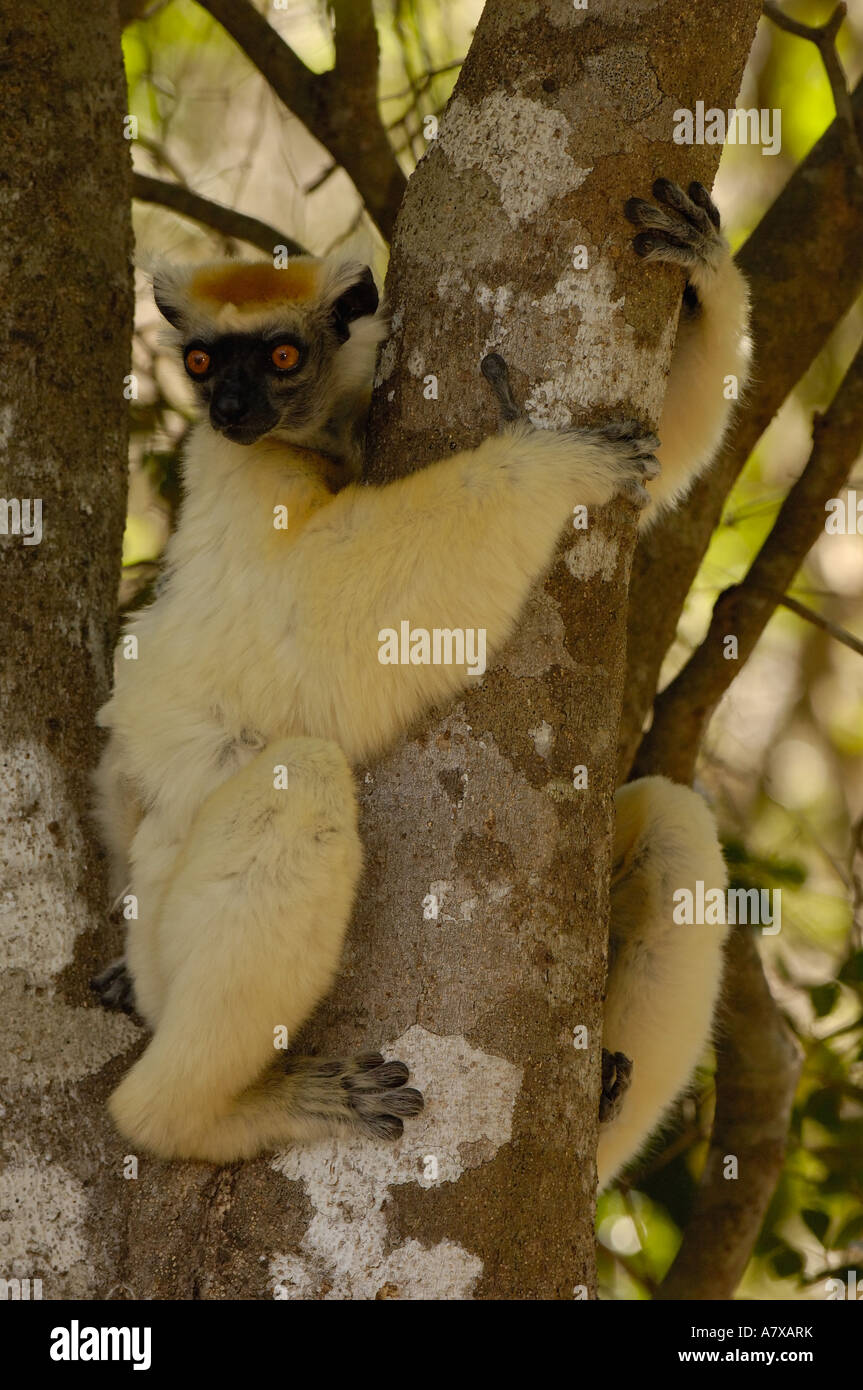 Golden crowned sifaka propithecus tattersalli hi-res stock photography ...