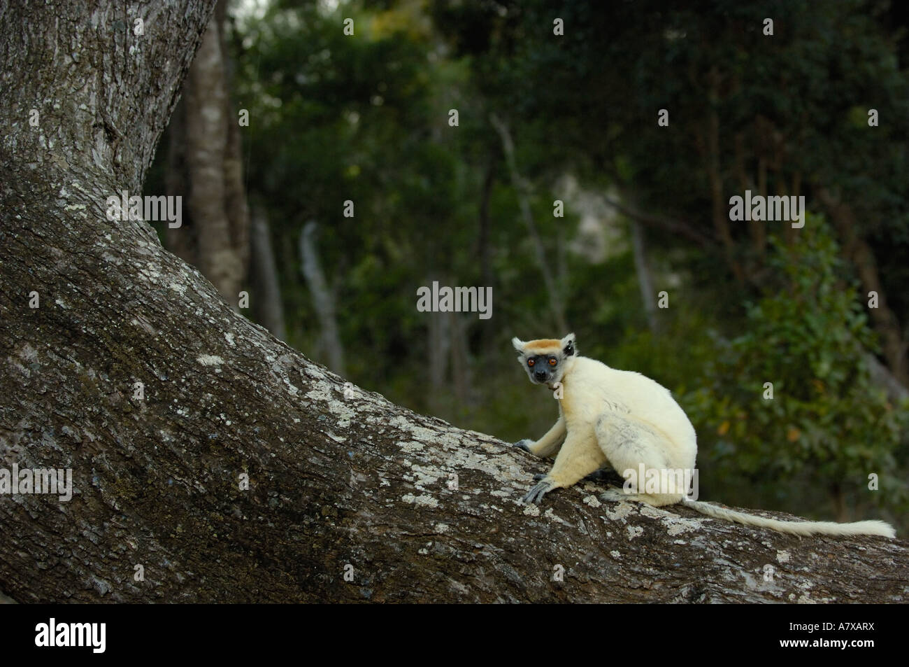 Golden-crowned sifaka or Tattersall's sifaka (Propithecus tattersalli ...