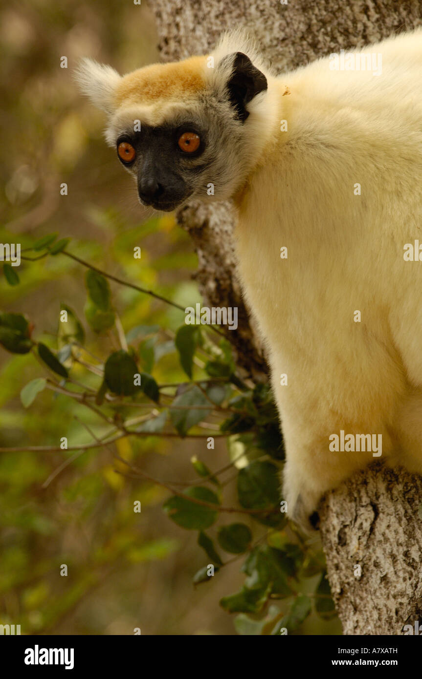 Golden crowned sifaka lemur tattersalls propithecus tattersalli hi-res ...