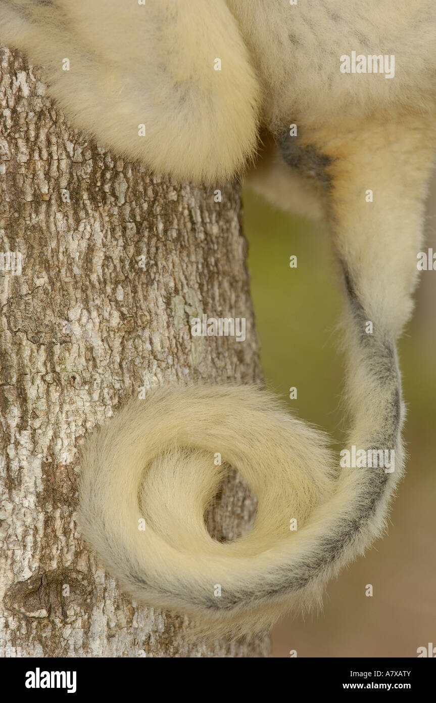 Golden Crowned Sifaka Lemur Tattersalls Propithecus Tattersalli High ...