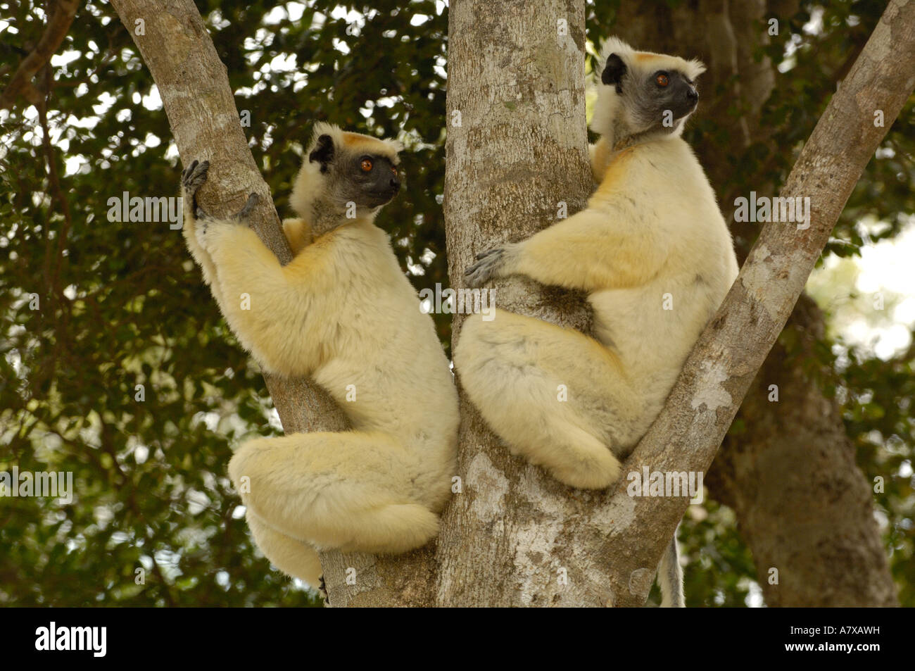 Golden-crowned sifakas or Tattersall's sifakas (Propithecus tattersalli ...