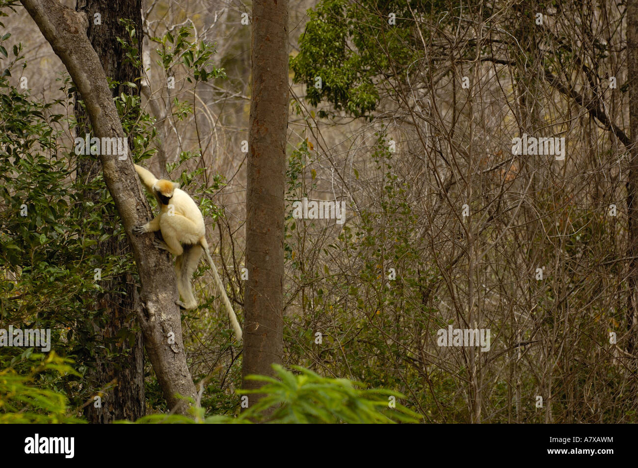 Golden Crowned Sifaka Lemur Tattersalls Propithecus Tattersalli High ...