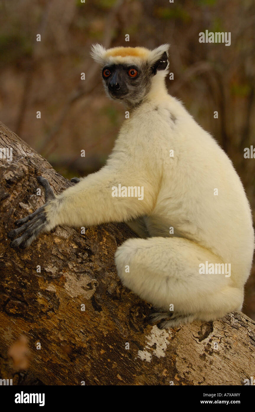 Golden crowned sifaka lemur tattersalls propithecus tattersalli hi-res ...