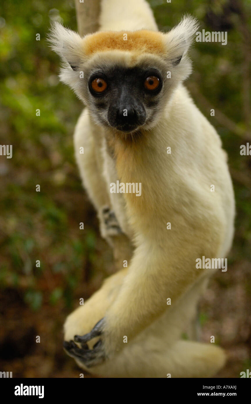 Golden Crowned Sifaka Lemur Tattersalls Propithecus Tattersalli High ...