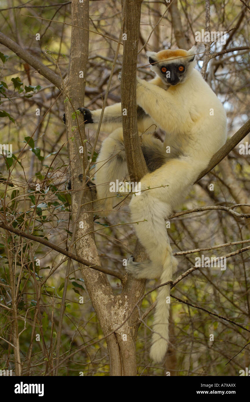 Golden-crowned sifaka or Tattersall's sifaka (Propithecus tattersalli ...