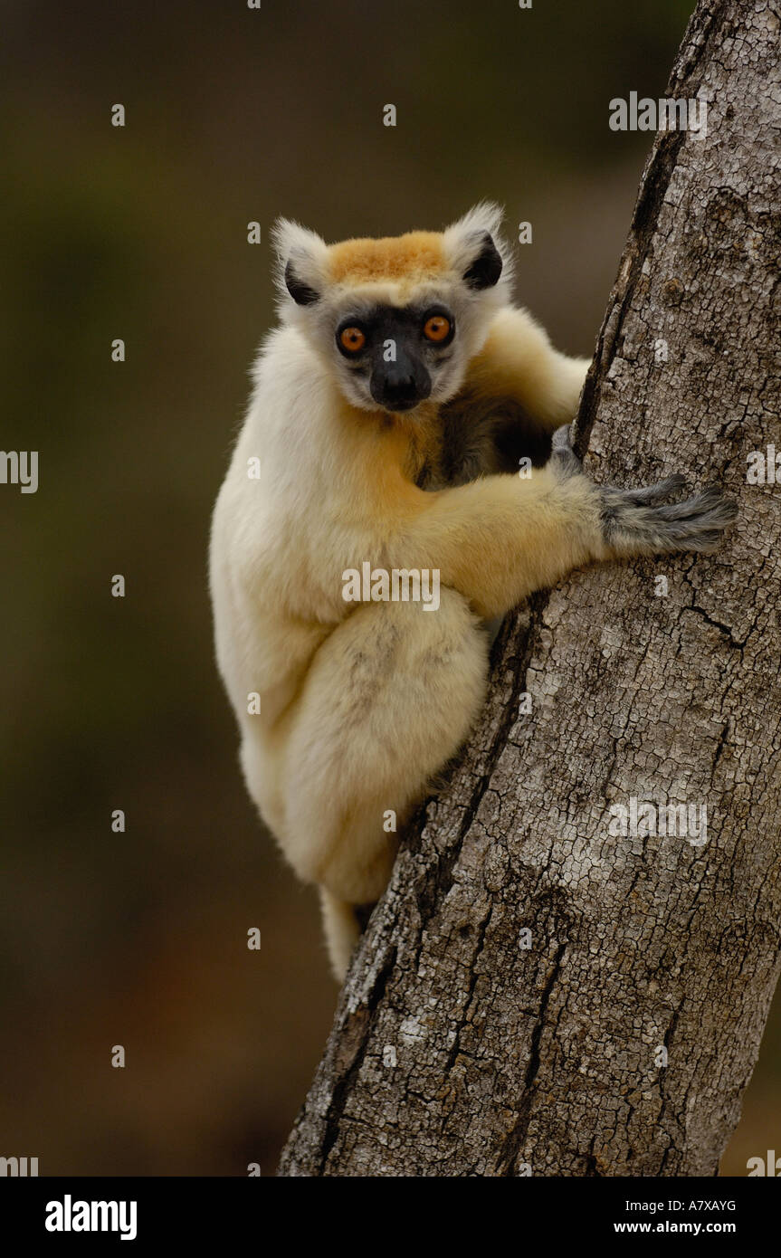 Golden-crowned sifaka or Tattersall's sifaka (Propithecus tattersalli ...