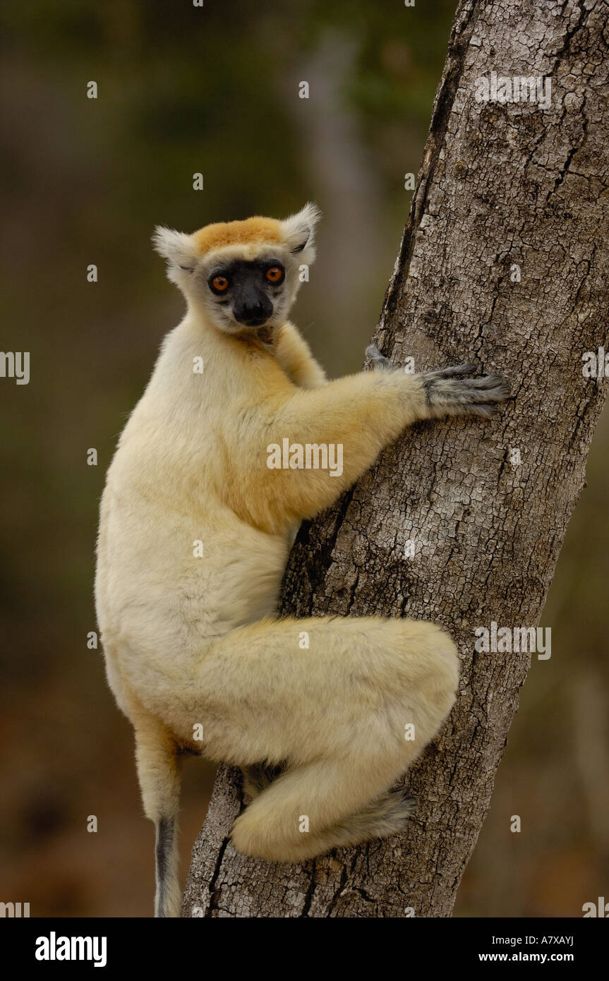 Golden Crowned Sifaka Lemur Tattersalls Propithecus Tattersalli High ...
