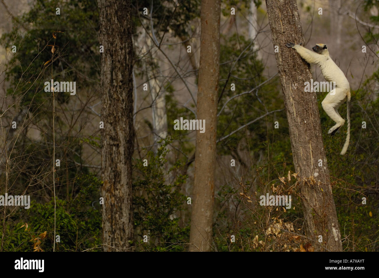 Golden-crowned sifaka or Tattersall's sifaka (Propithecus tattersalli ...