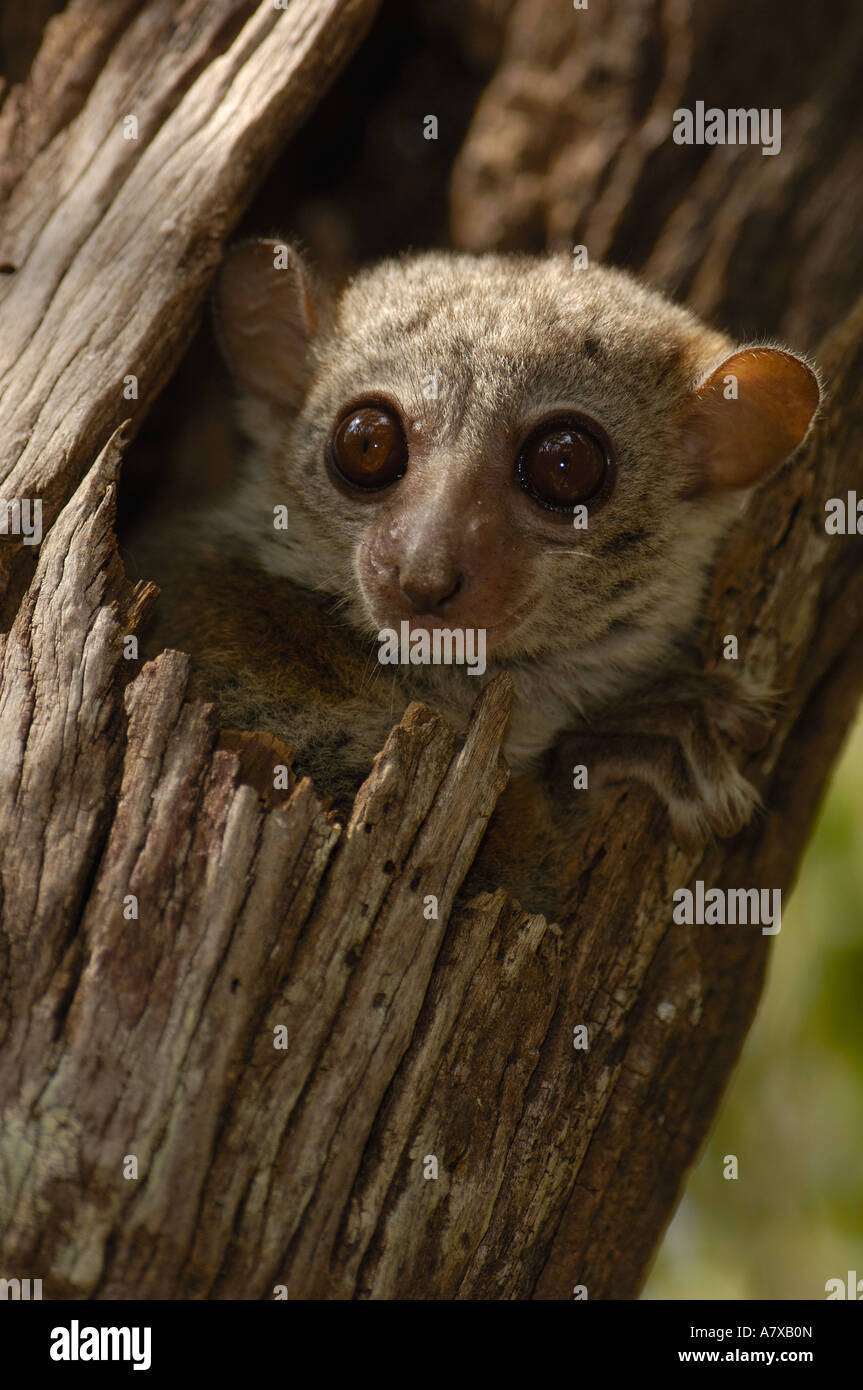 Milne-Edward's sportive lemur (Lepilemur edwardsi) Ankarafantsika ...