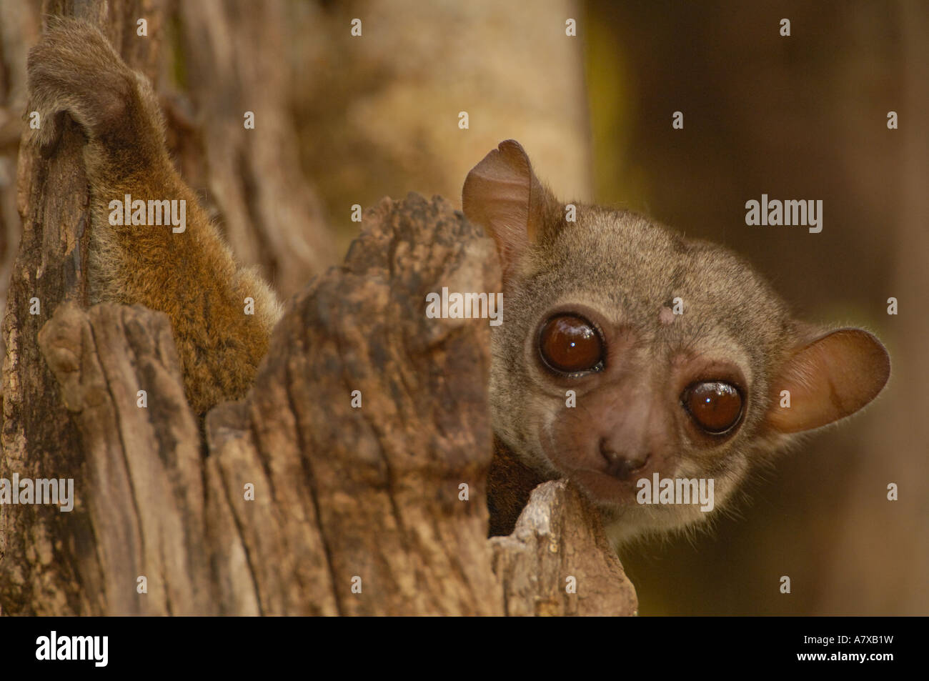 Milne-Edward's sportive lemur (Lepilemur edwardsi) Ankarafantsika ...