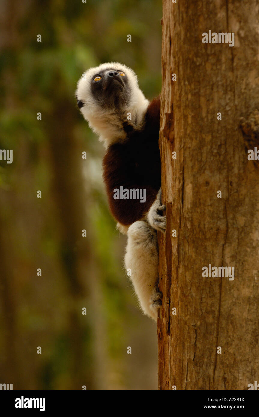 Coquerel's sifaka (Propithecus coquereli). Ankarafantsika Strict Nature ...