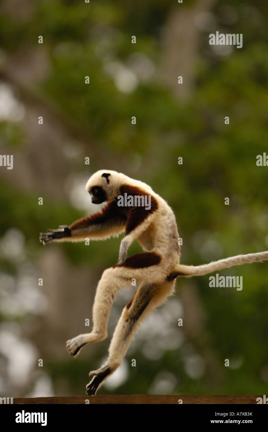 Madagascar ankarafantsika sifaka lemur hi-res stock photography and ...
