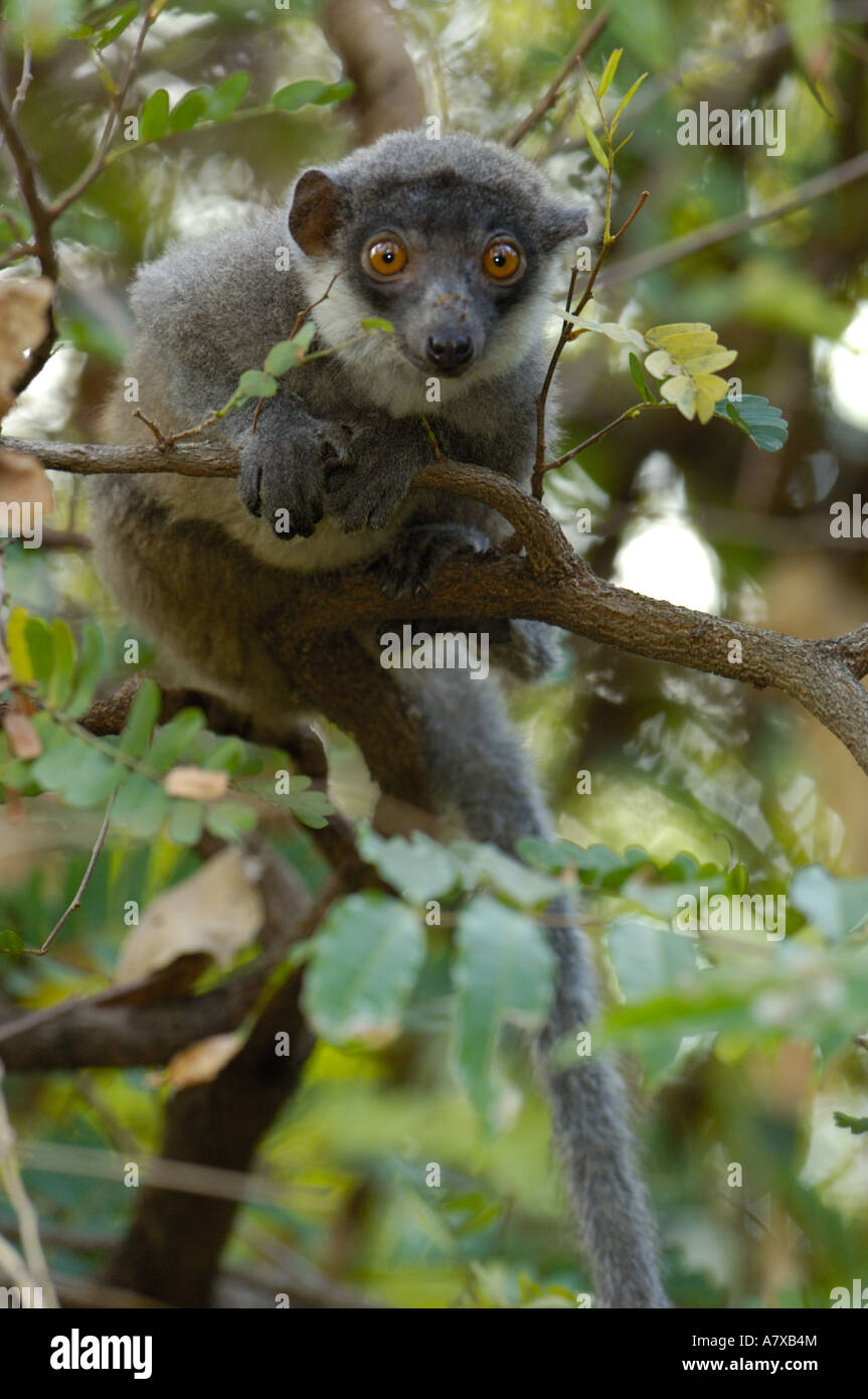 Mongoose lemur (Eulemur mongoz) female. Ankarafantsika Nature Reserve ...