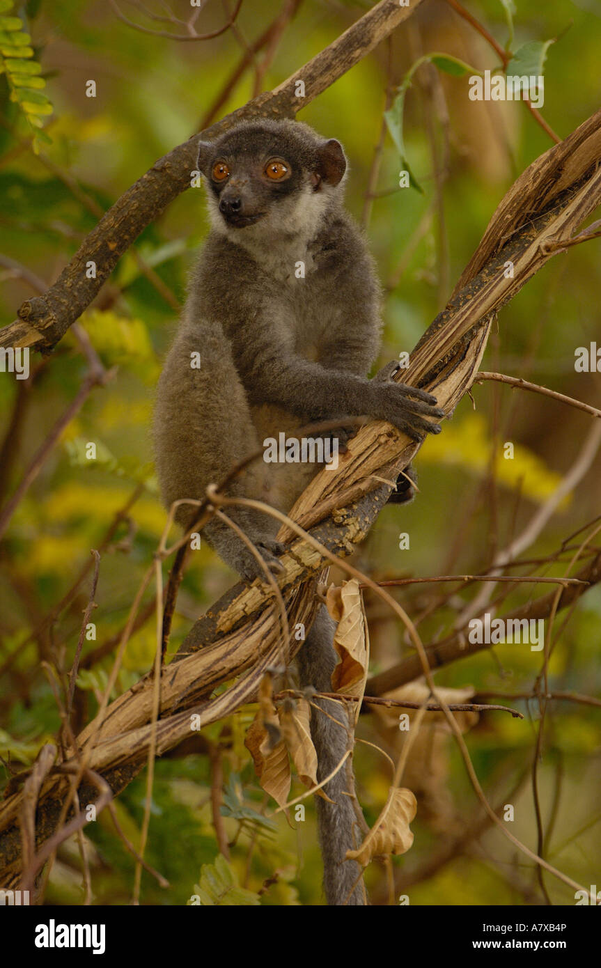 Mongoose lemur (Eulemur mongoz) female. Ankarafantsika Nature Reserve ...