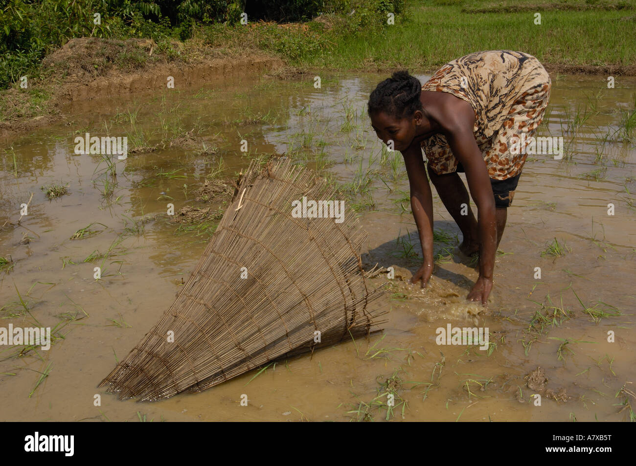 Woman fishing with fishtrap in the rice paddies. They herd the small ...