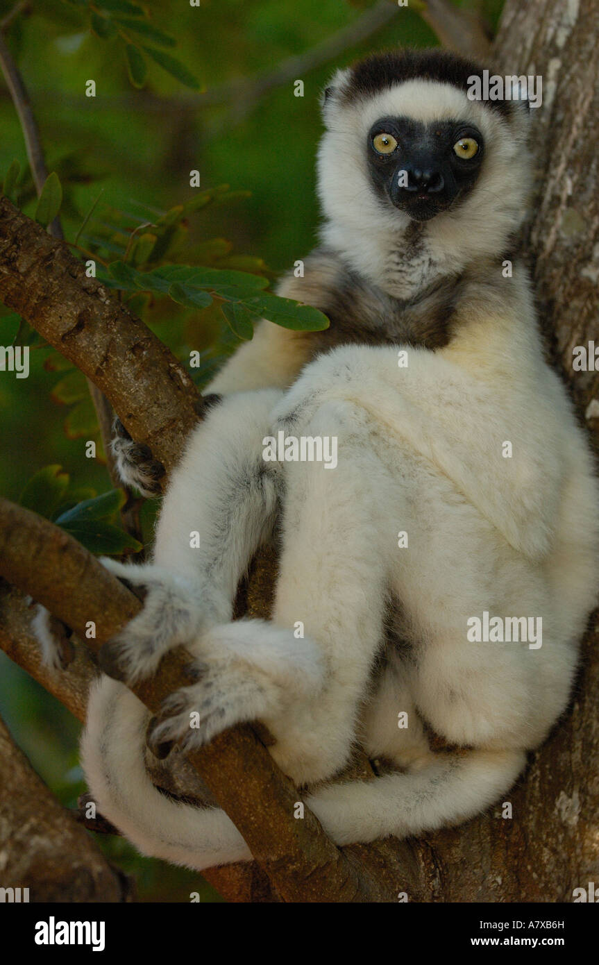 Verreaux's sifaka (Propithecus verreauxi). Berenty Reserve, Southern ...