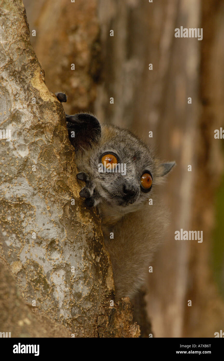 White footed sportive lemur hi-res stock photography and images - Alamy