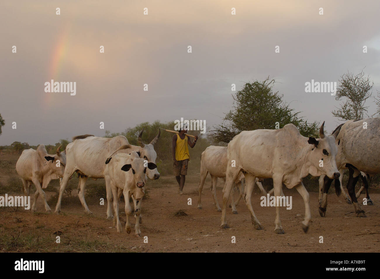 Antandroy man with his Zebu. These 'people of thorns' live in the ...