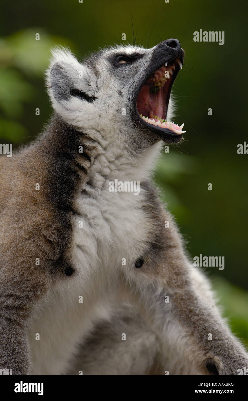 Ring tailed lemur mouth open hi-res stock photography and images - Alamy