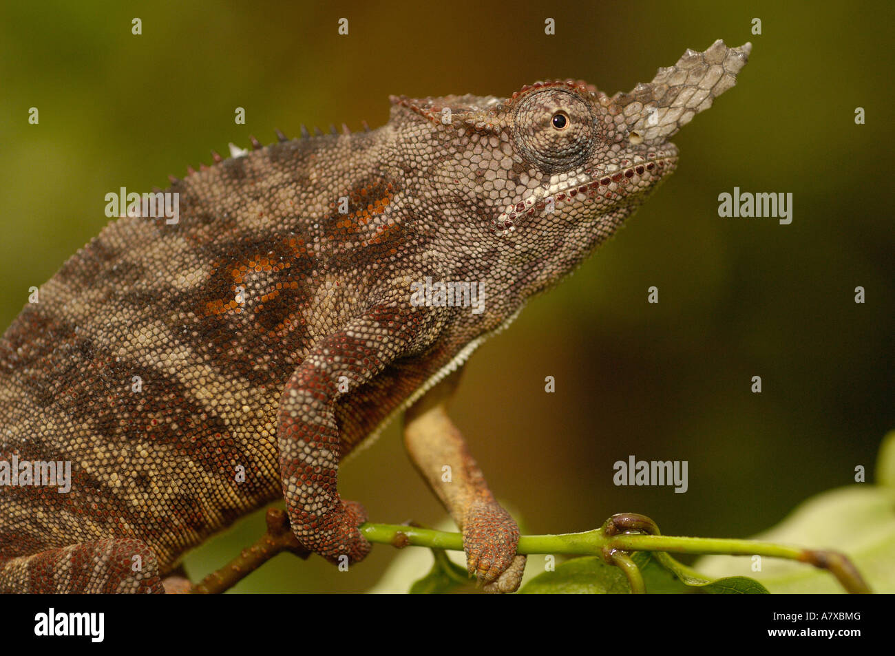 Lesser chameleon (Furcifer minor) MALE. This species inhabits open ...