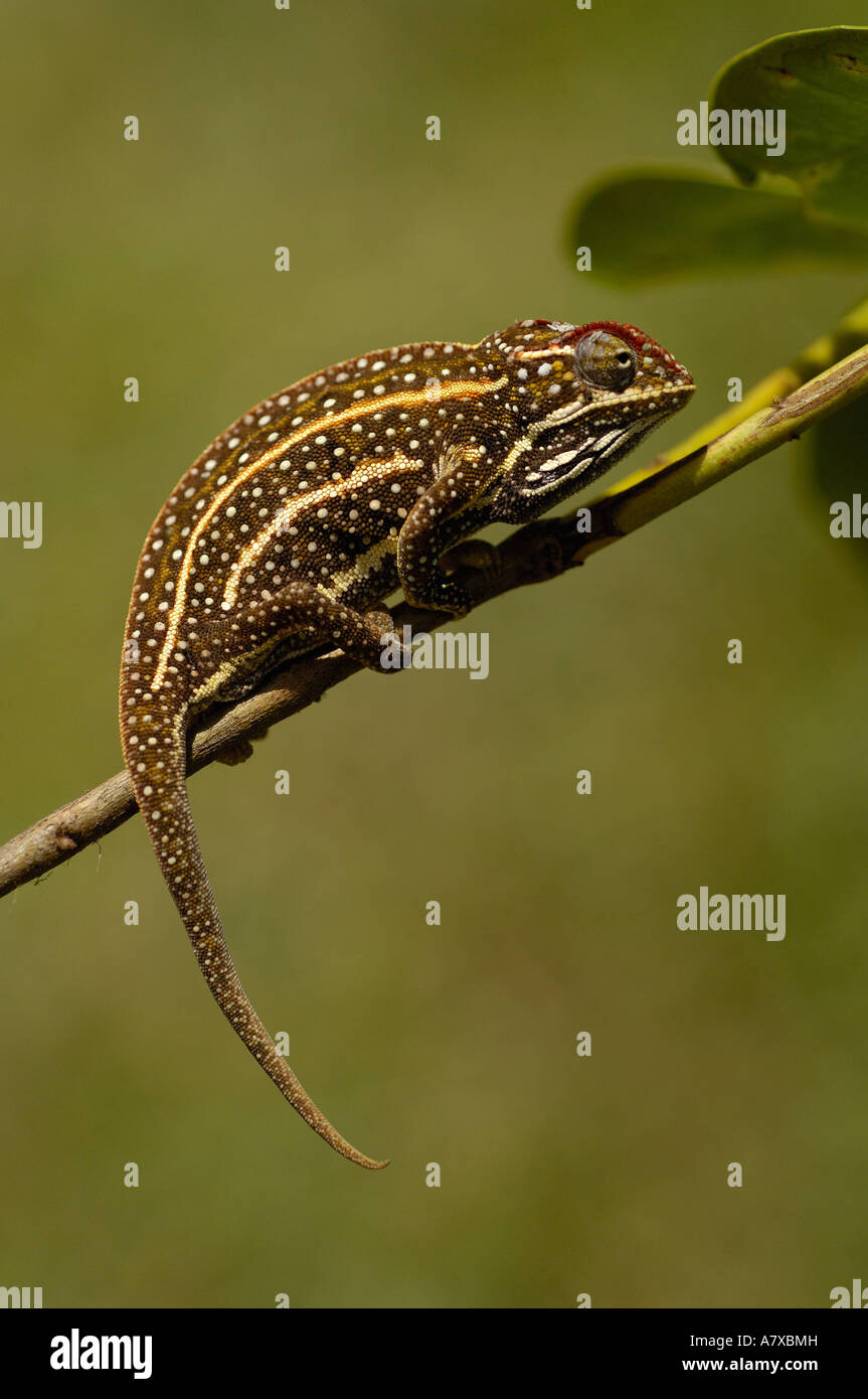 Campan's chameleon Distribution is limited to the southern part of ...