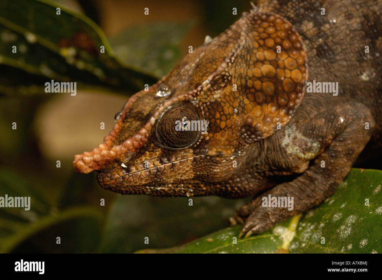 Short-horned Chameleon (Calumma brevicornis) in Madagascar, Africa ...