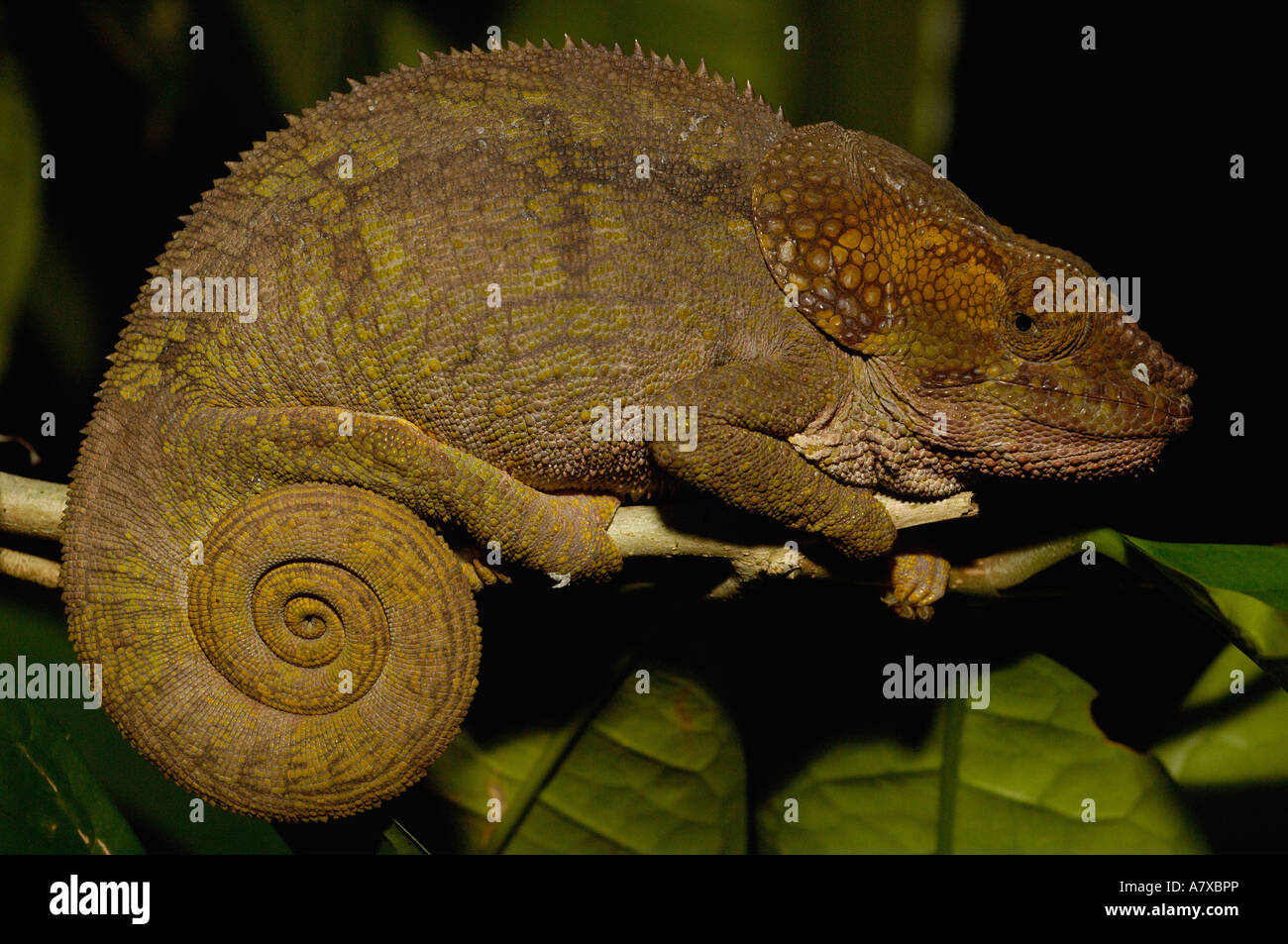 Short-horned Chameleon (Calumma brevicornis). Madagascar, Africa Stock ...