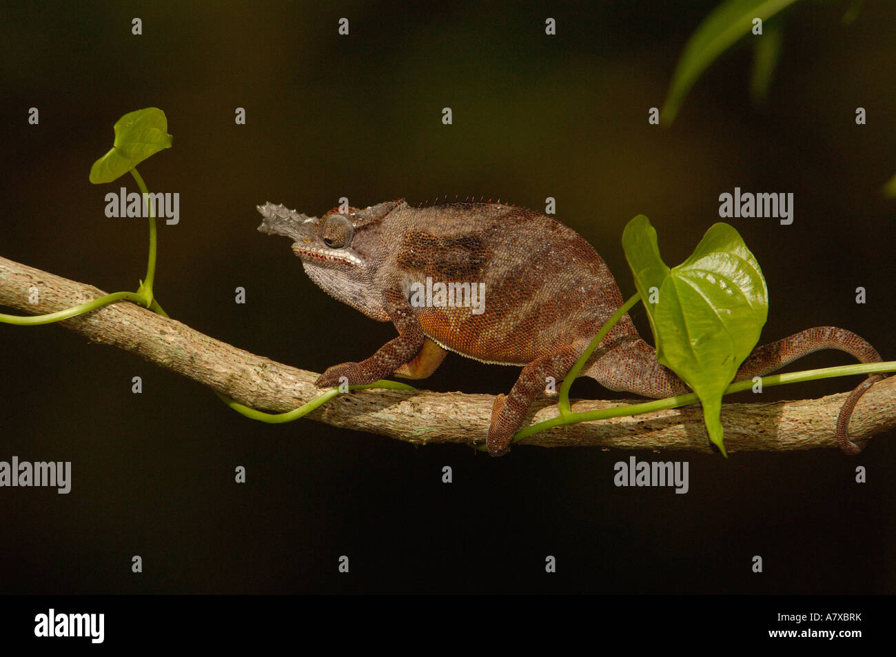 Lesser chameleon (Furcifer minor) MALE. This species inhabits open ...