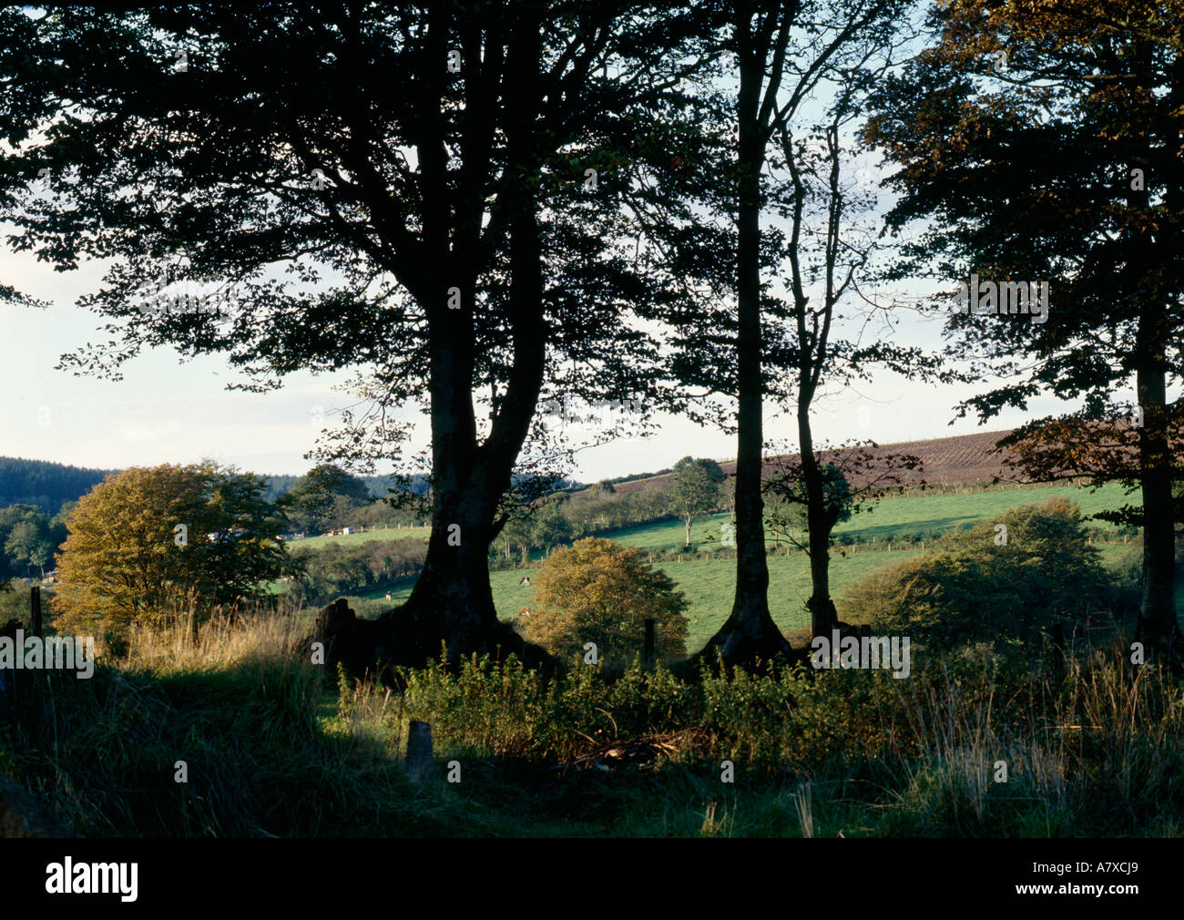 Tall Boundary Beech in hedgerow Cardiganshire Wales Stock Photo - Alamy