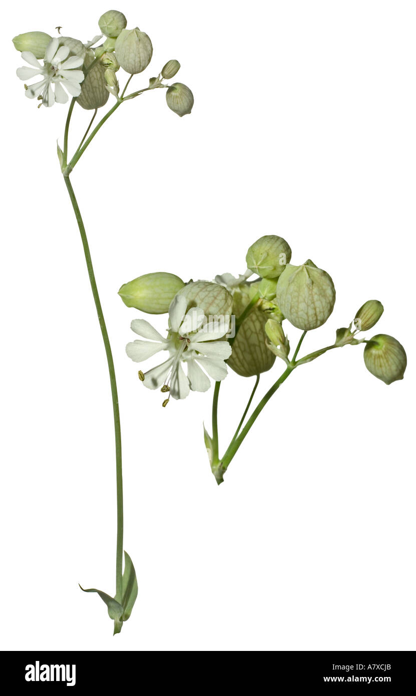 Full silene vulgaris bladder campion Cut Out Stock Images & Pictures ...