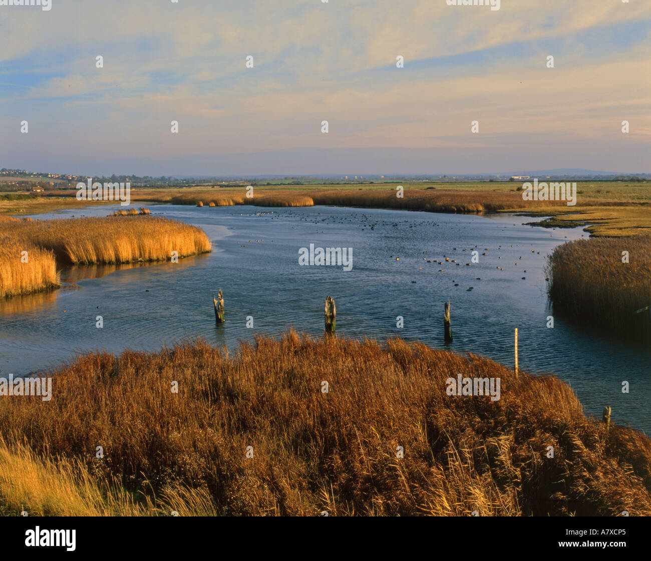 Elmley Marsh. Reedbed Lagoon Grazing Marsh Isle of Sheppy Kent February ...