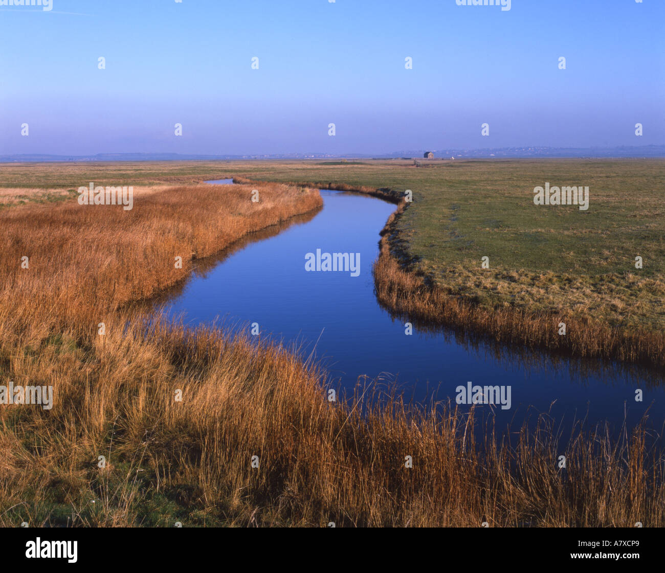 Elmley Marsh. Reedbed Ditch Grazing Marsh Isle of Sheppy Kent February ...