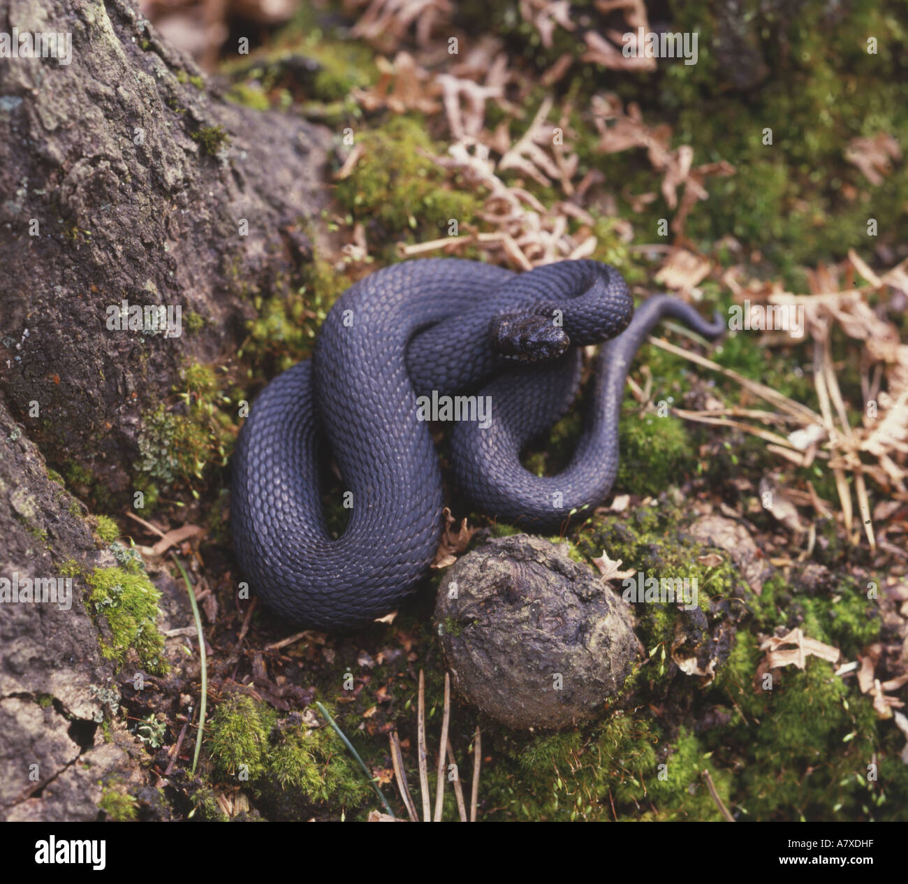 Black adder hi-res stock photography and images - Alamy
