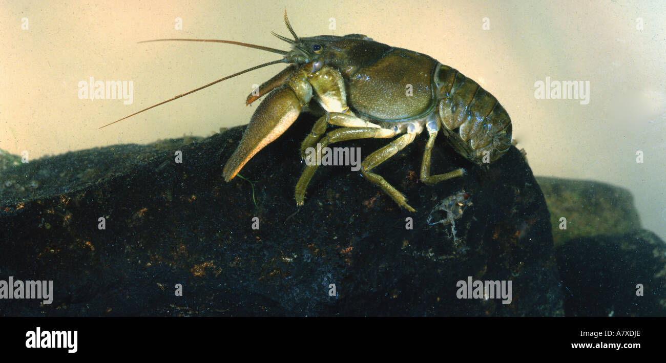 Freshwater Crayfish a fast declining species due to introduction of the ...