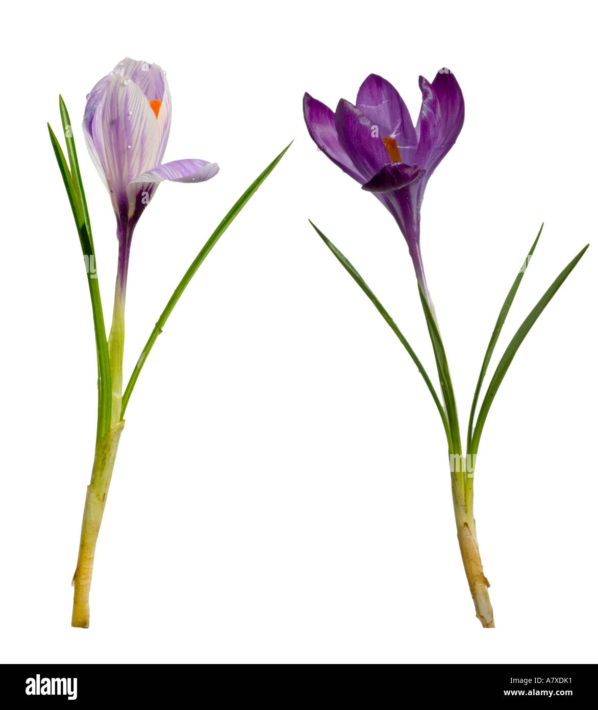 Crocus iridaceae cut outs silo hi-res stock photography and images - Alamy