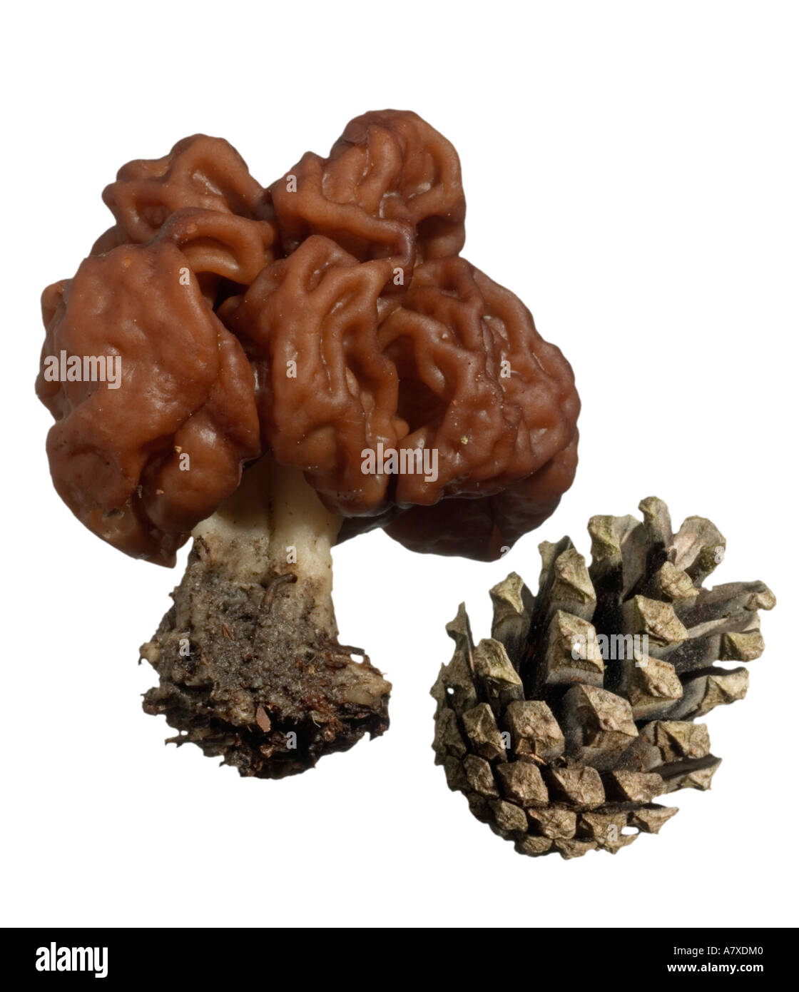 False morel hi-res stock photography and images - Alamy