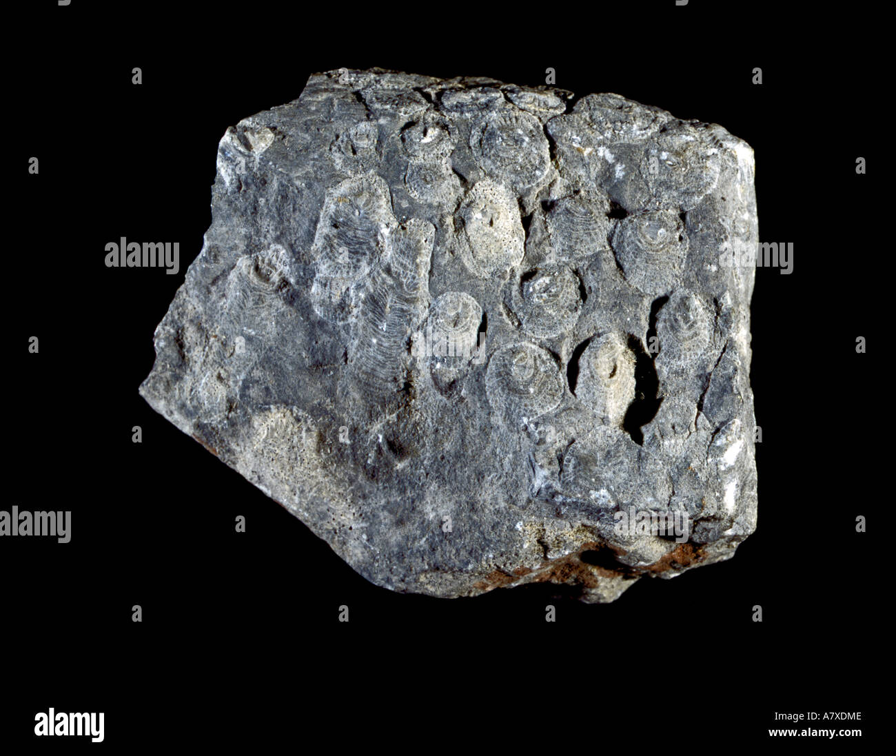 Fossil coral hi-res stock photography and images - Alamy