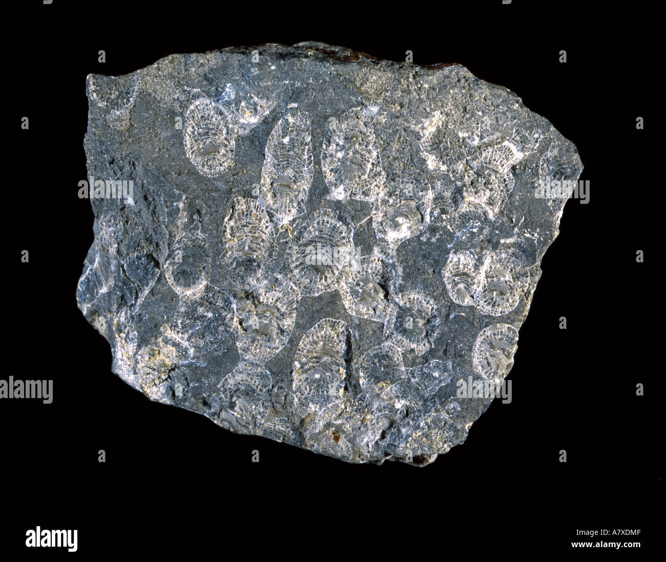 Coral colonial fossil hi-res stock photography and images - Alamy