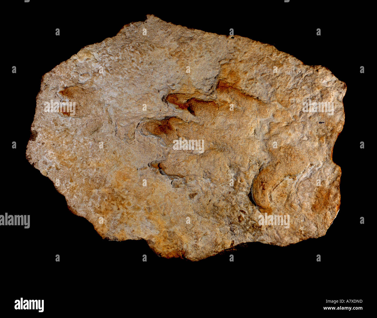 Fossil Reptile footprint cast Cheirotherium sp Triassic 29cm long slab ...