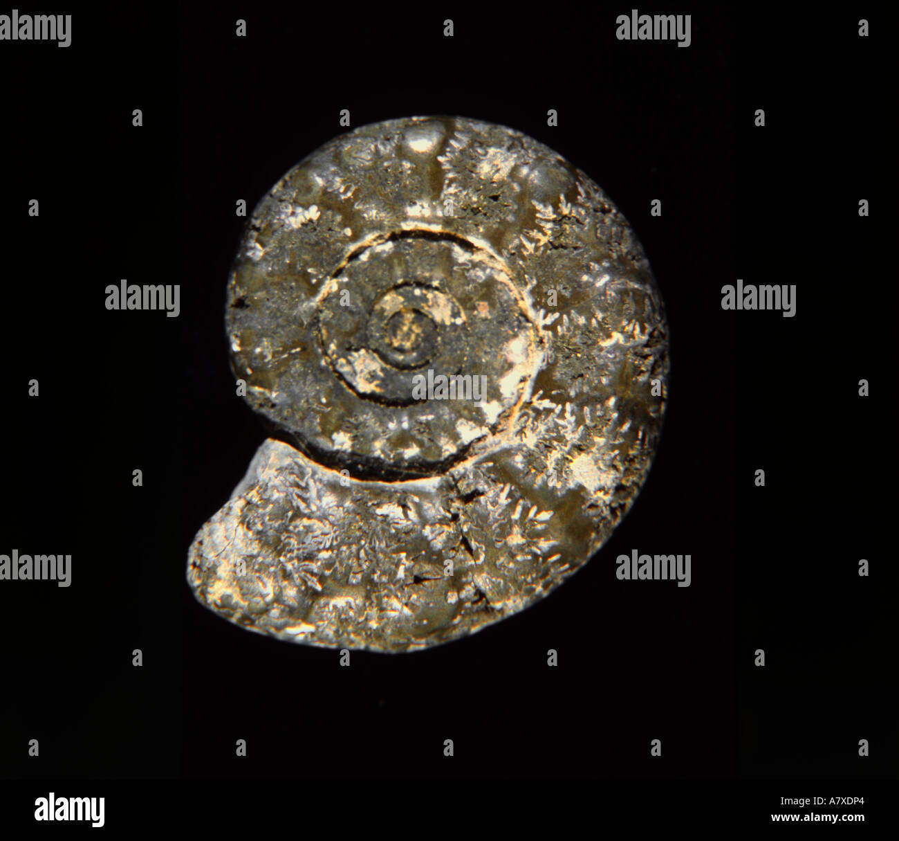 Pyritised Ammonite Lower Lias Lower Jurassic Charmouth seashore Dorset ...