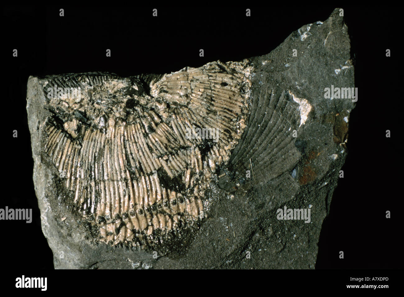 Crushed Amonite fossil Kosmoceras species Lower Oxford Clay Middle ...
