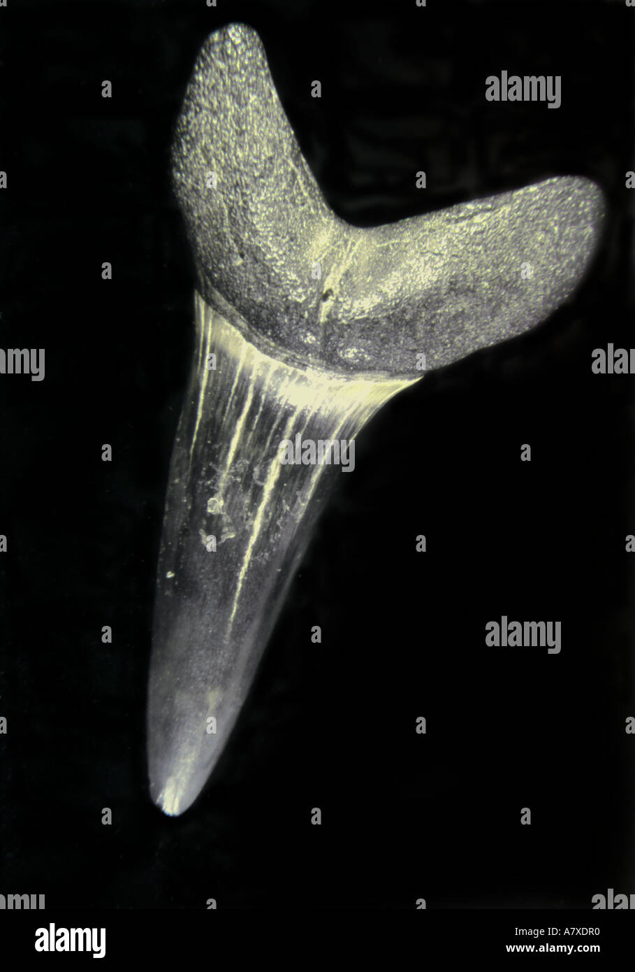 Fossilised Shark Tooth Eocene Barton on Sea Hampshire England 3 5cm ...