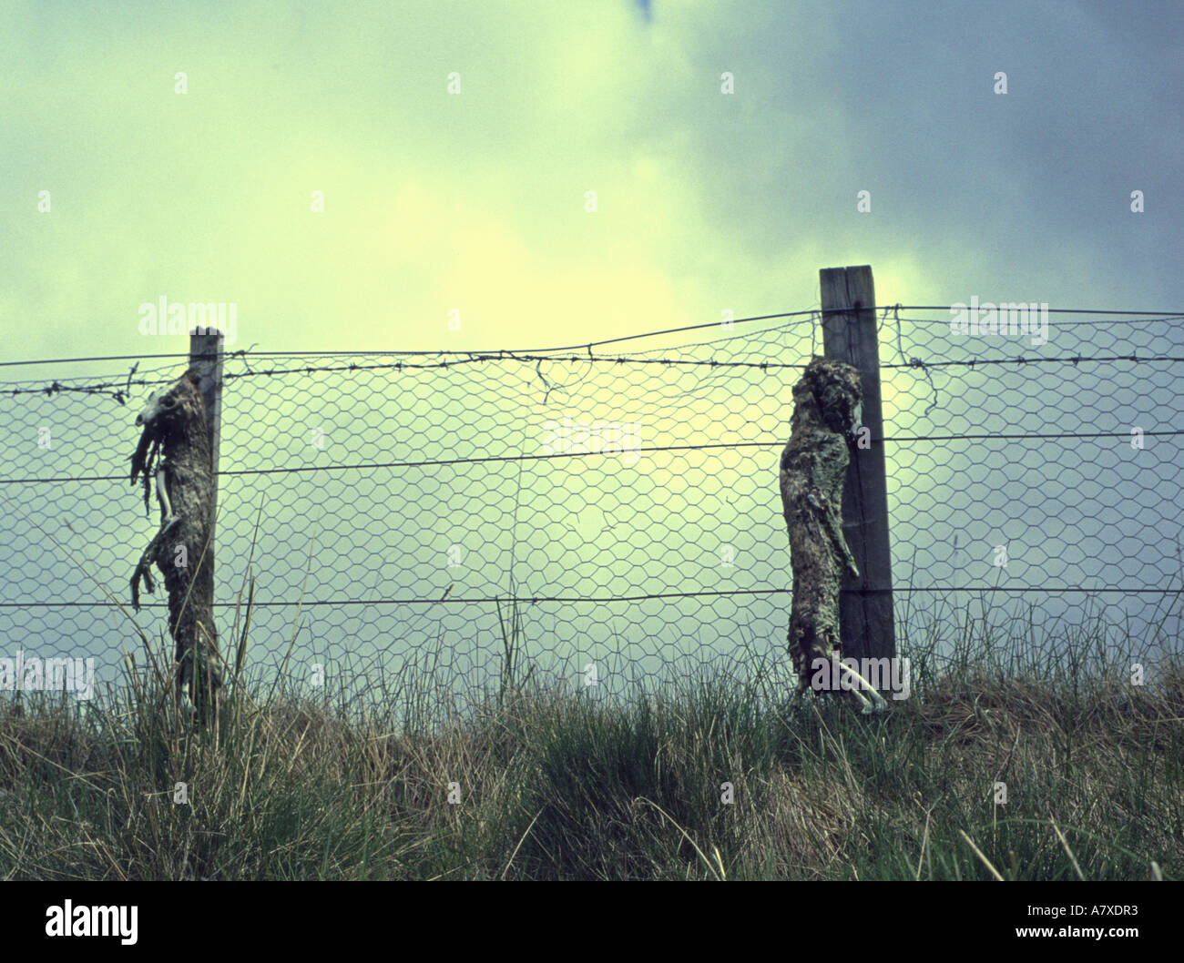 Decaying fox hi-res stock photography and images - Alamy