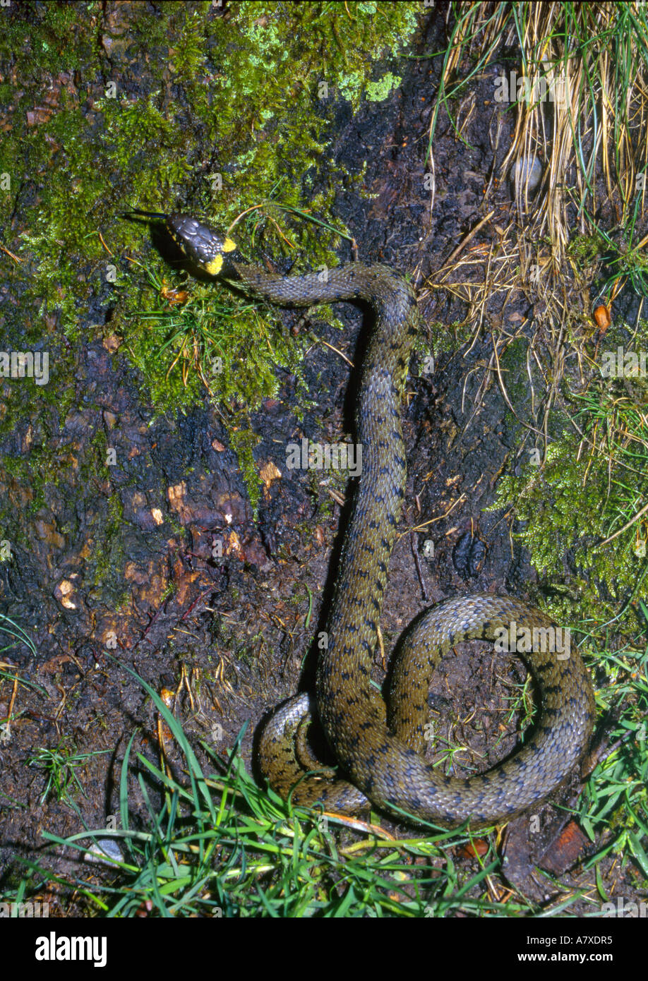 Reptiles of england hi-res stock photography and images - Alamy