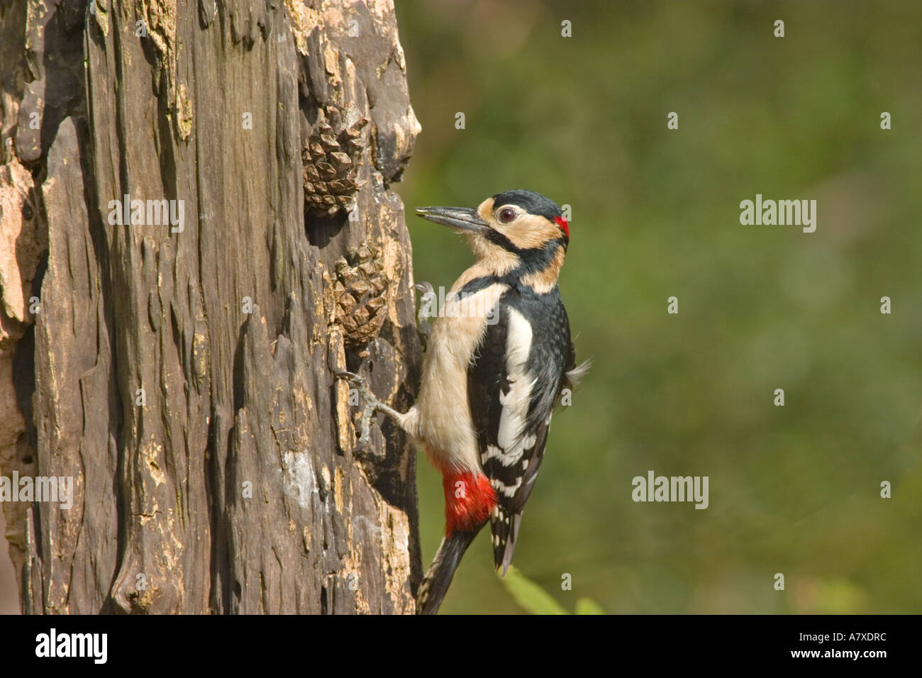 Male Great Spotted Woodpecker at pine cones wedged in crevice to ...